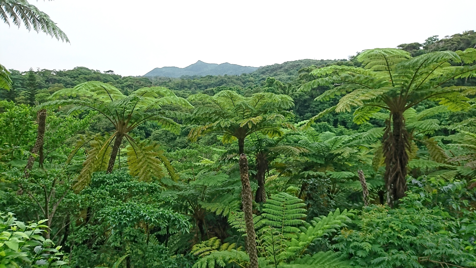Welcome to DINO Dinosaur PARK Yanbaru Tropical Forest, the Okinawa ...