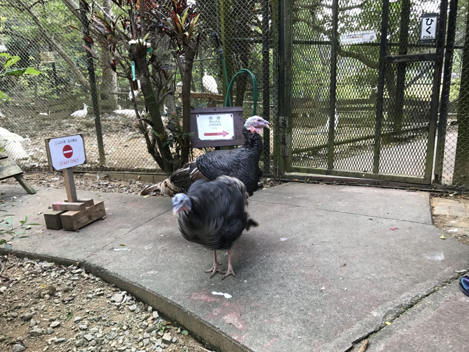 Neo Park Okinawa Coco is a jungle! The best Okinawa sightseeing spot ...